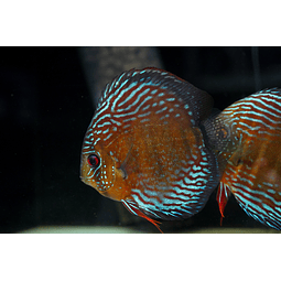 Santarém Discus Plus