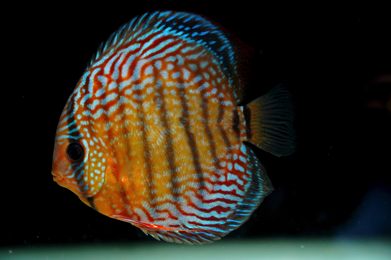 Royal Blue Discus