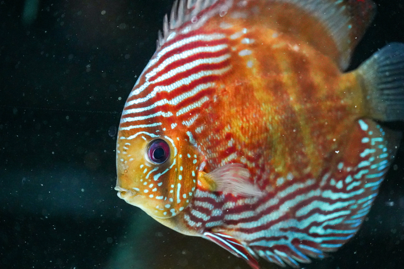 Red Royal Discus