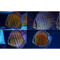 Santarém Discus Plus