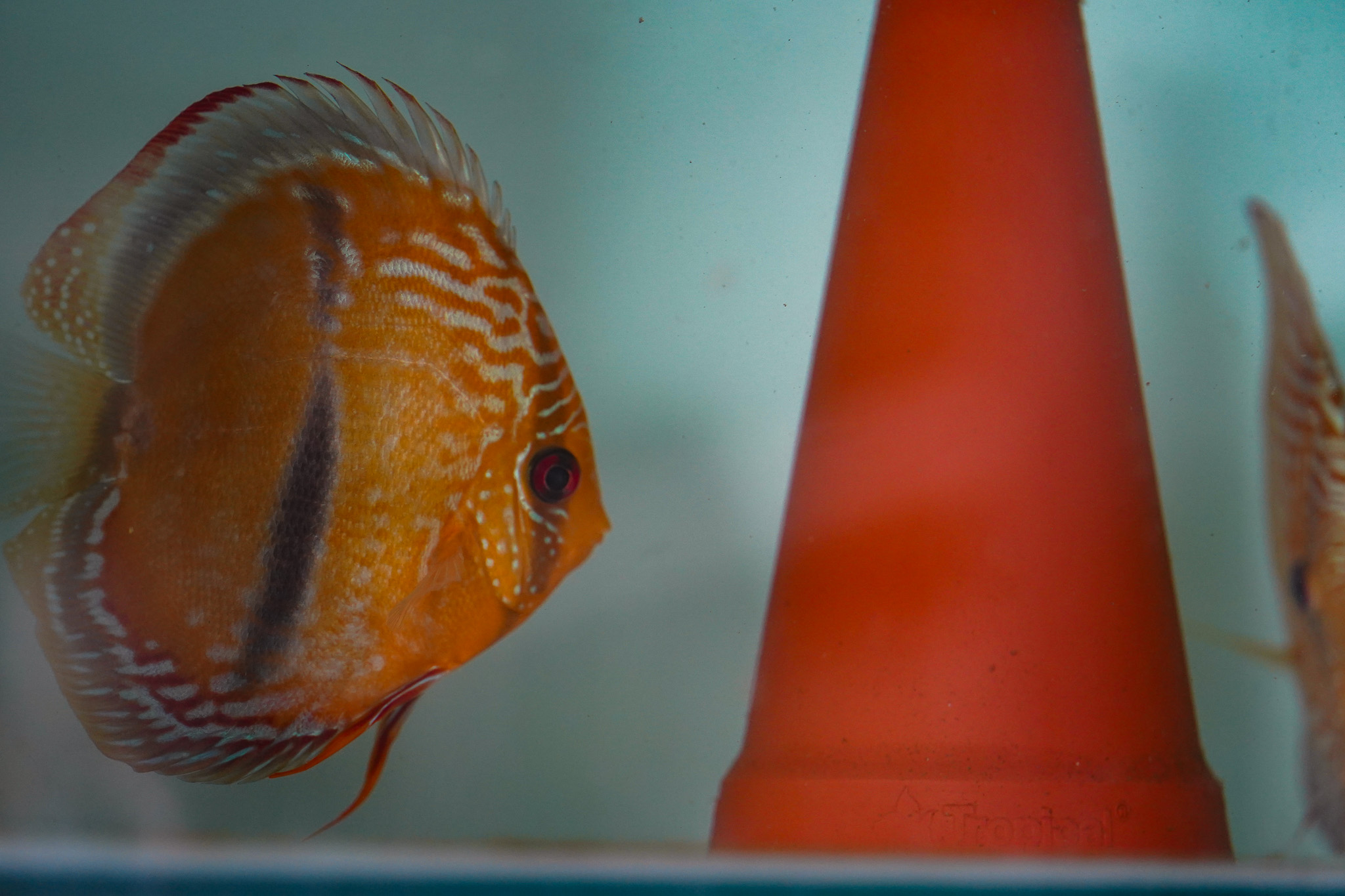 Casal Golden Ica Bar