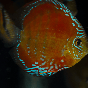 Wild Discus Especiais