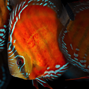 Santarém Discus Plus