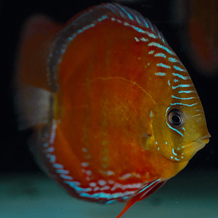 Santarém Discus Plus