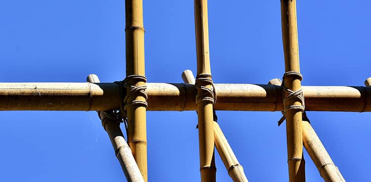 Bambú un recurso ecológico y sustentable