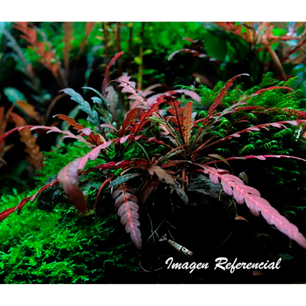 Hygrophila Pinnatifida