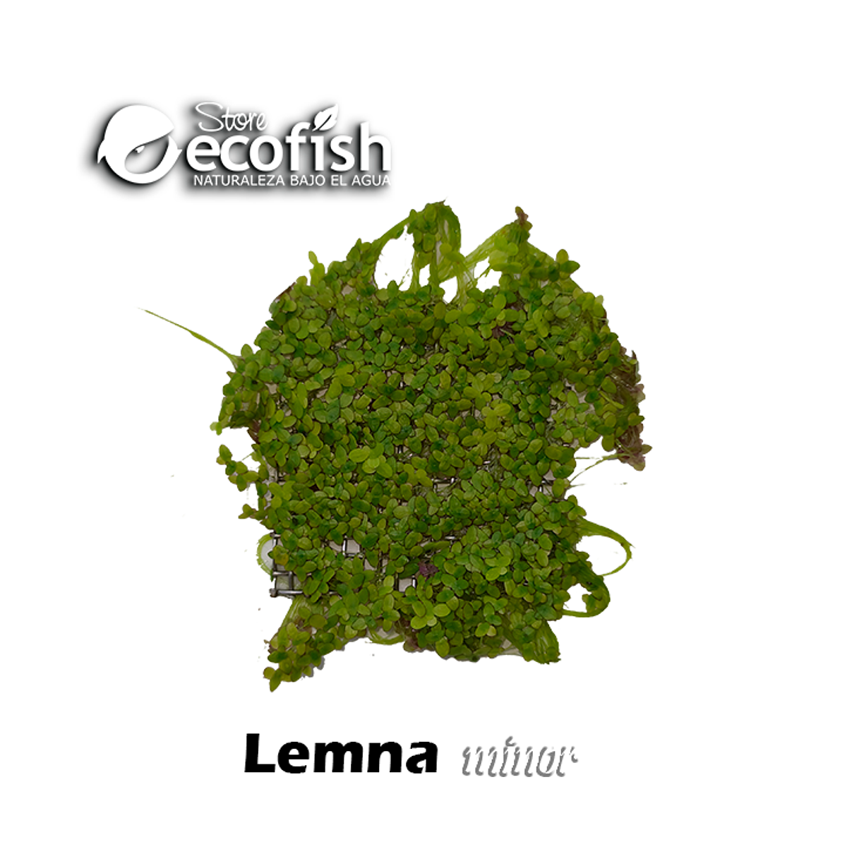 Lemna minor