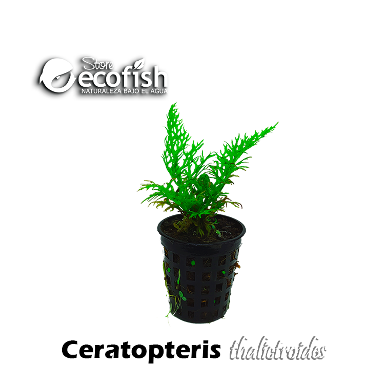 Ceratopteris thalictroides