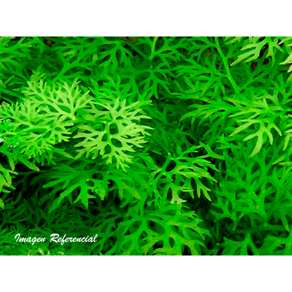 Ceratopteris thalictroides