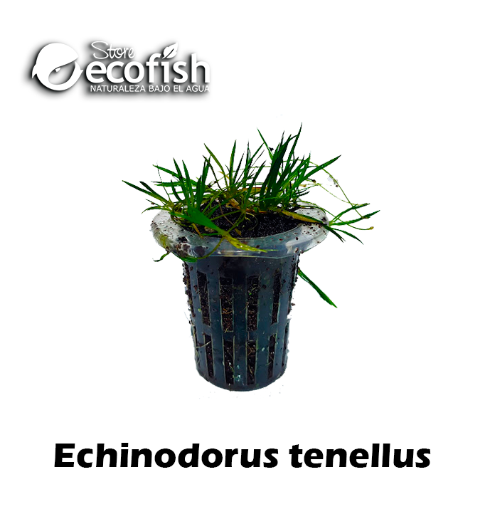 Echinodorus tenellus