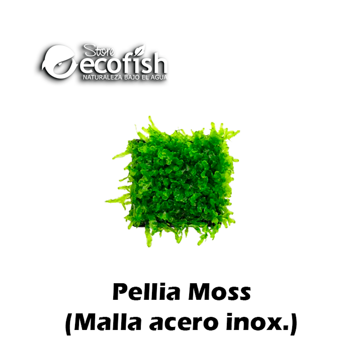 Pellia Moss