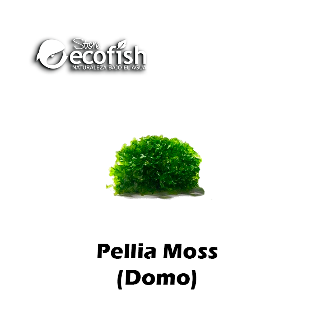 Pellia Moss