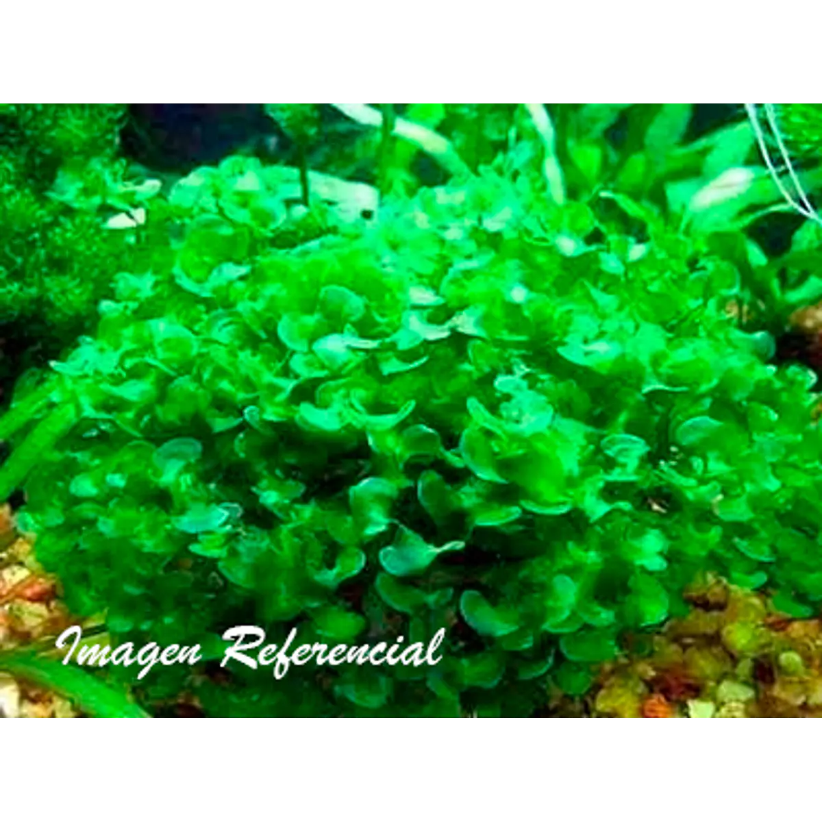 Pellia Moss