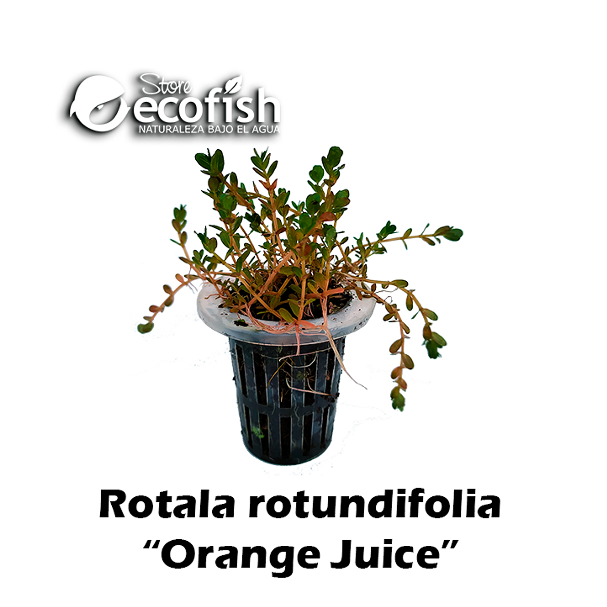 Rotala rotundifolia Orange Juice