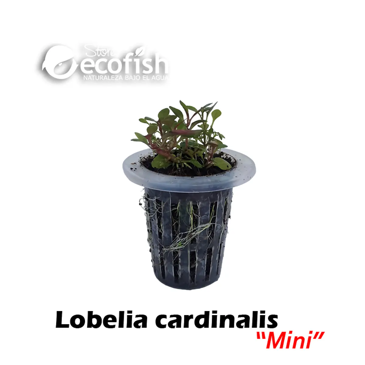 Lobelia Cardinalis Mini