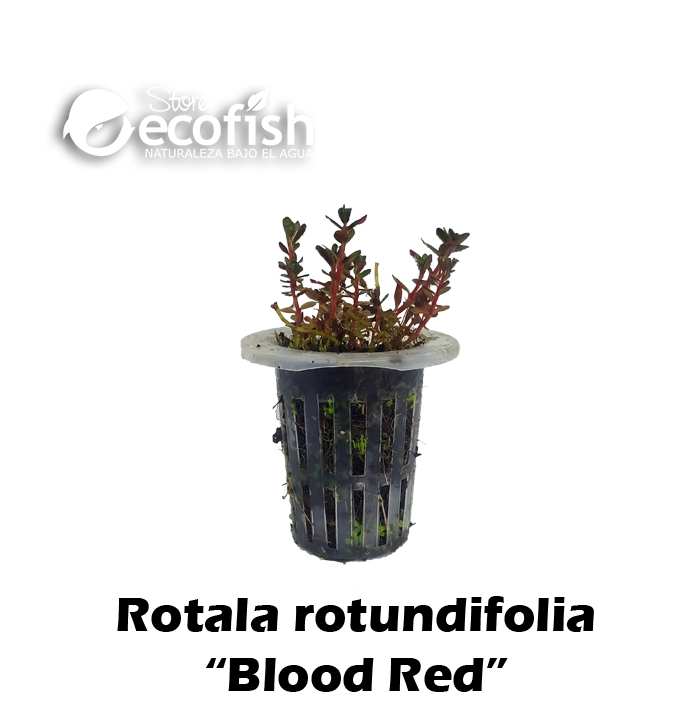 Rotala rotundifolia Blood Red