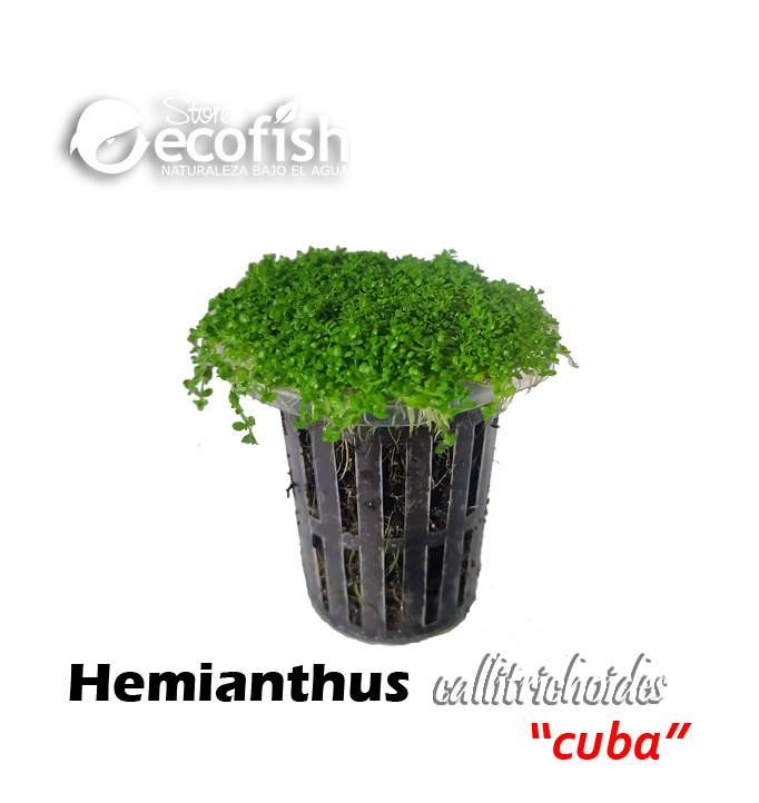 Hemianthus callitrichoides Cuba