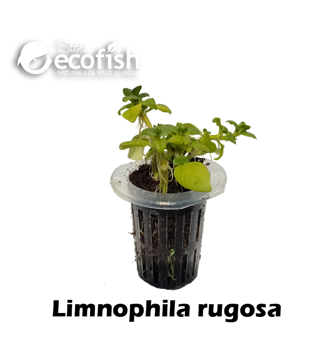 Limnophila rugosa