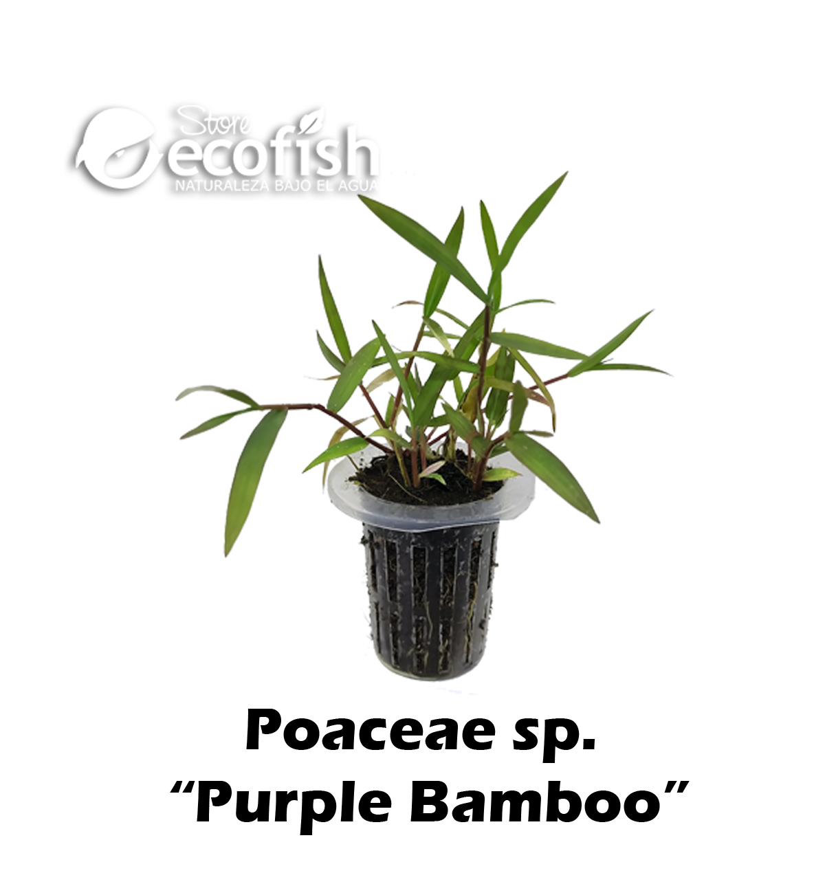 Poaceae sp. Purple Bamboo