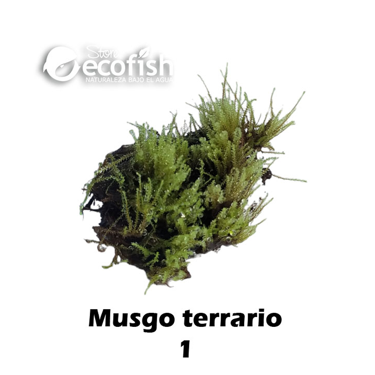 Musgo Terrario tipo 1