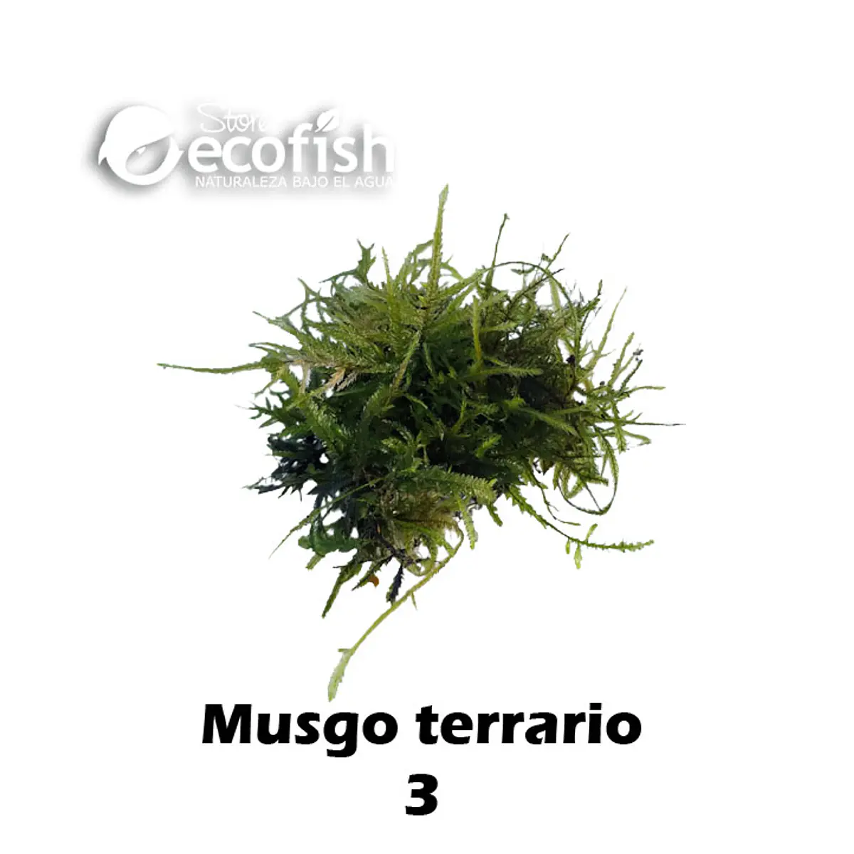 Musgo Terrario tipo 3