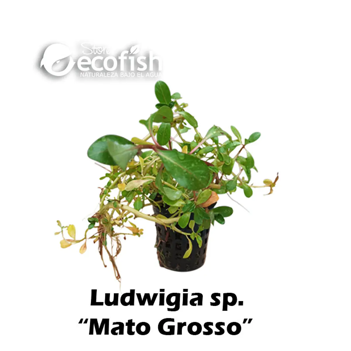 Ludwigia sp. Mato Grosso