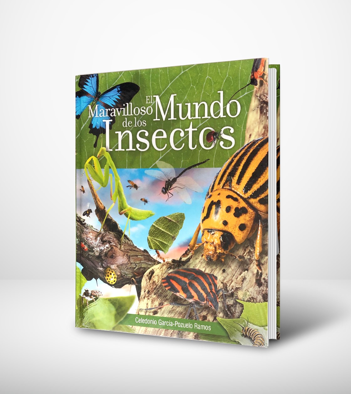 El maravilloso mundo de los insectos