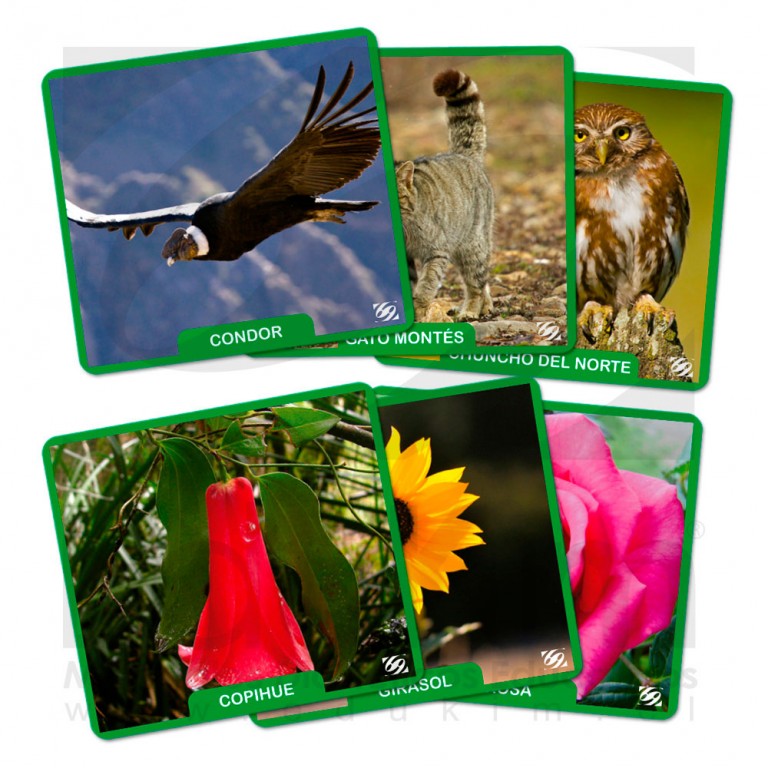 Láminas magnéticas Flora y Fauna Chile