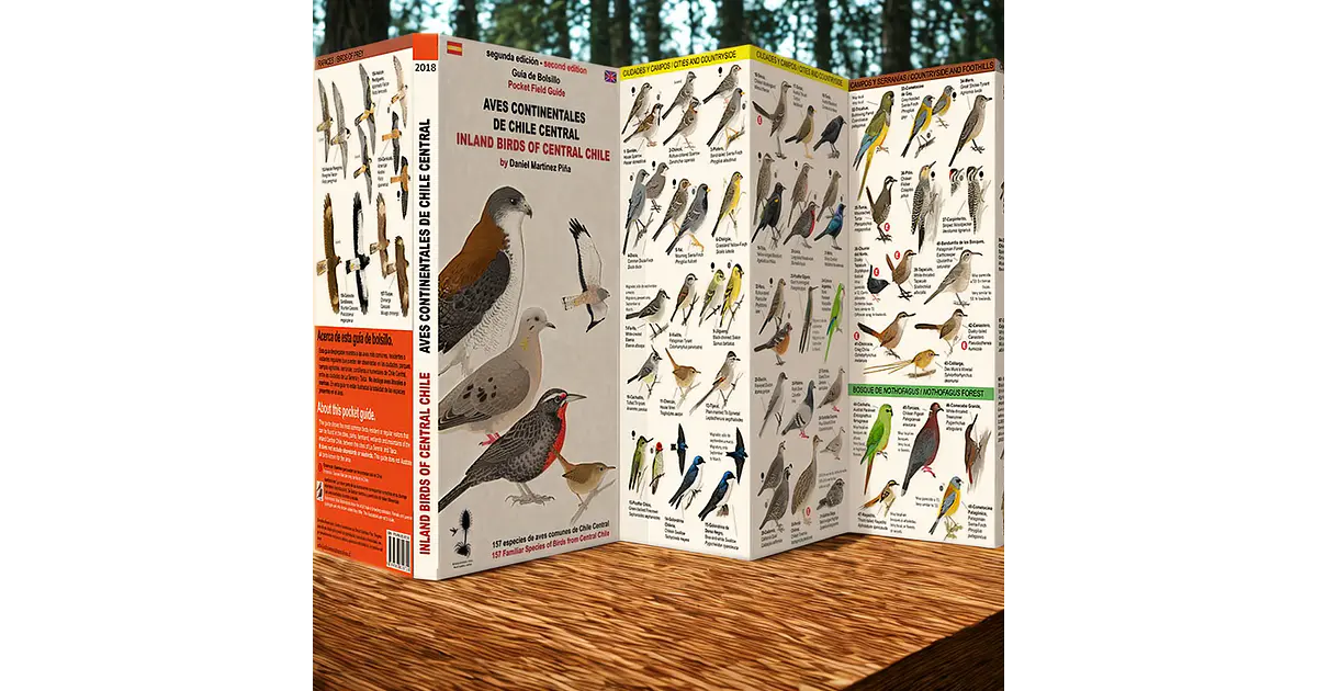 AVES CONTINENTALES DE CHILE CENTRAL – INLAND BIRDS OF CHILE