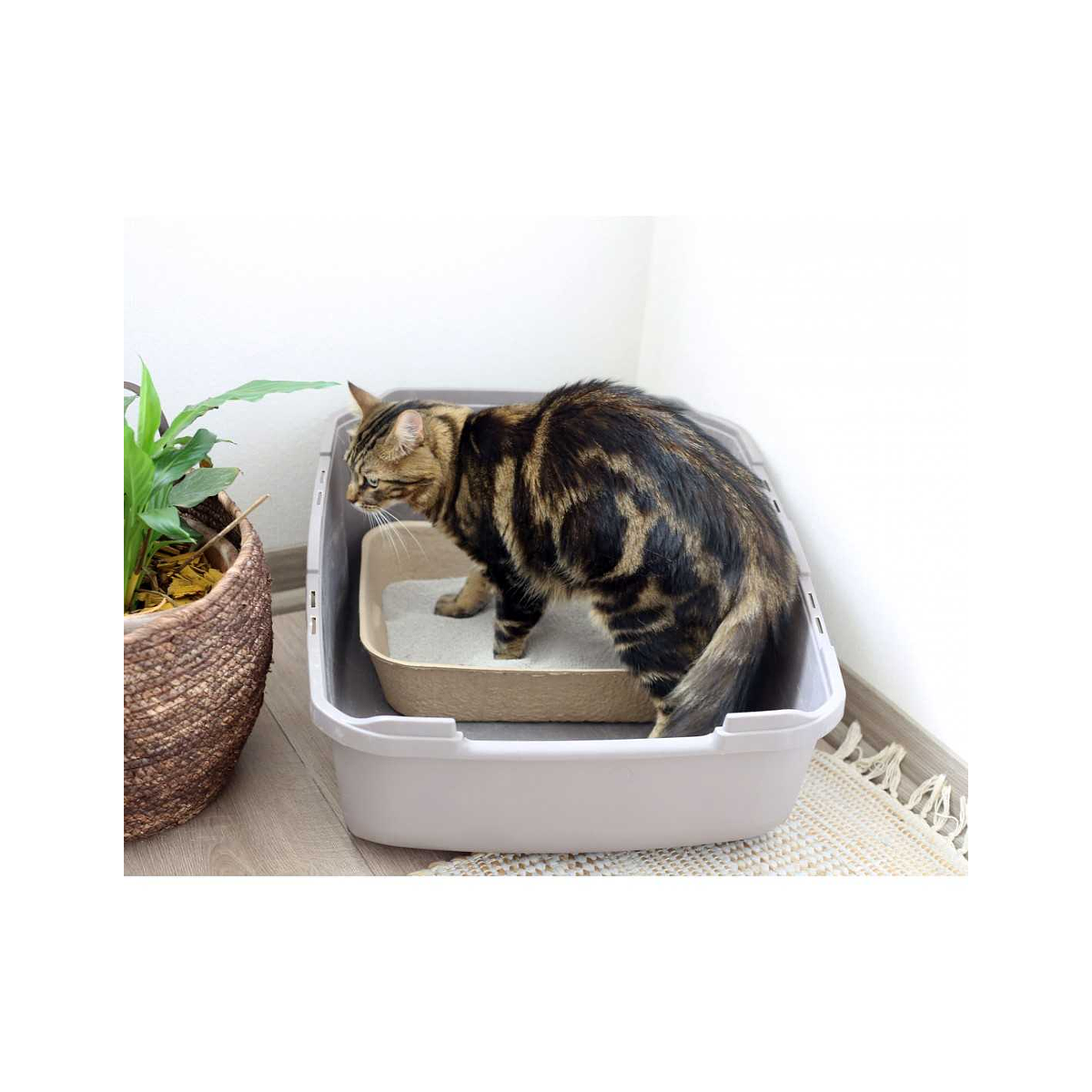 Eco Arenero Desechable / Resistente HEY! | ELPARRILLERO.CL Premium Store