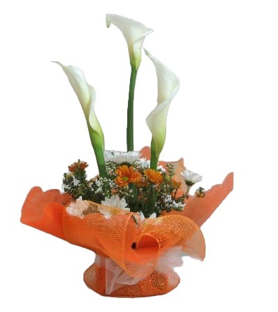 Composición de Calas