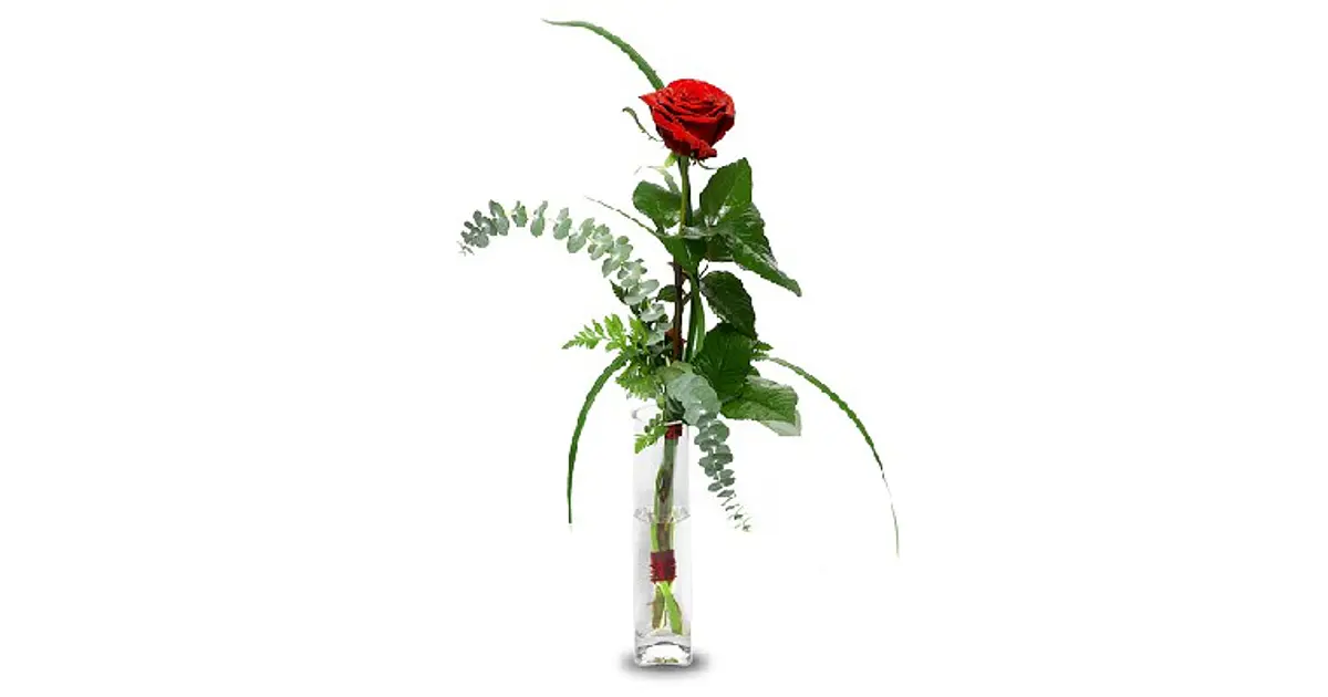 Rosa individual florero | Expresa Elegancia | Envio Flores