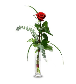 Rosas importadas a domicilio | Envio Flores