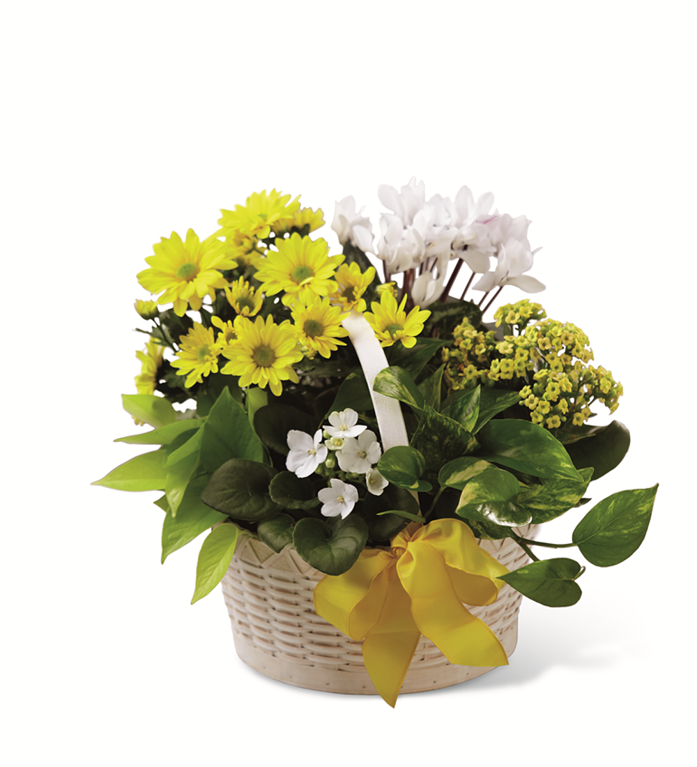 Canastillo con variedad de 4 plantas | Envio Flores