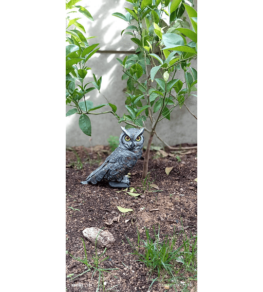 búho chileno tucúquere Escultura