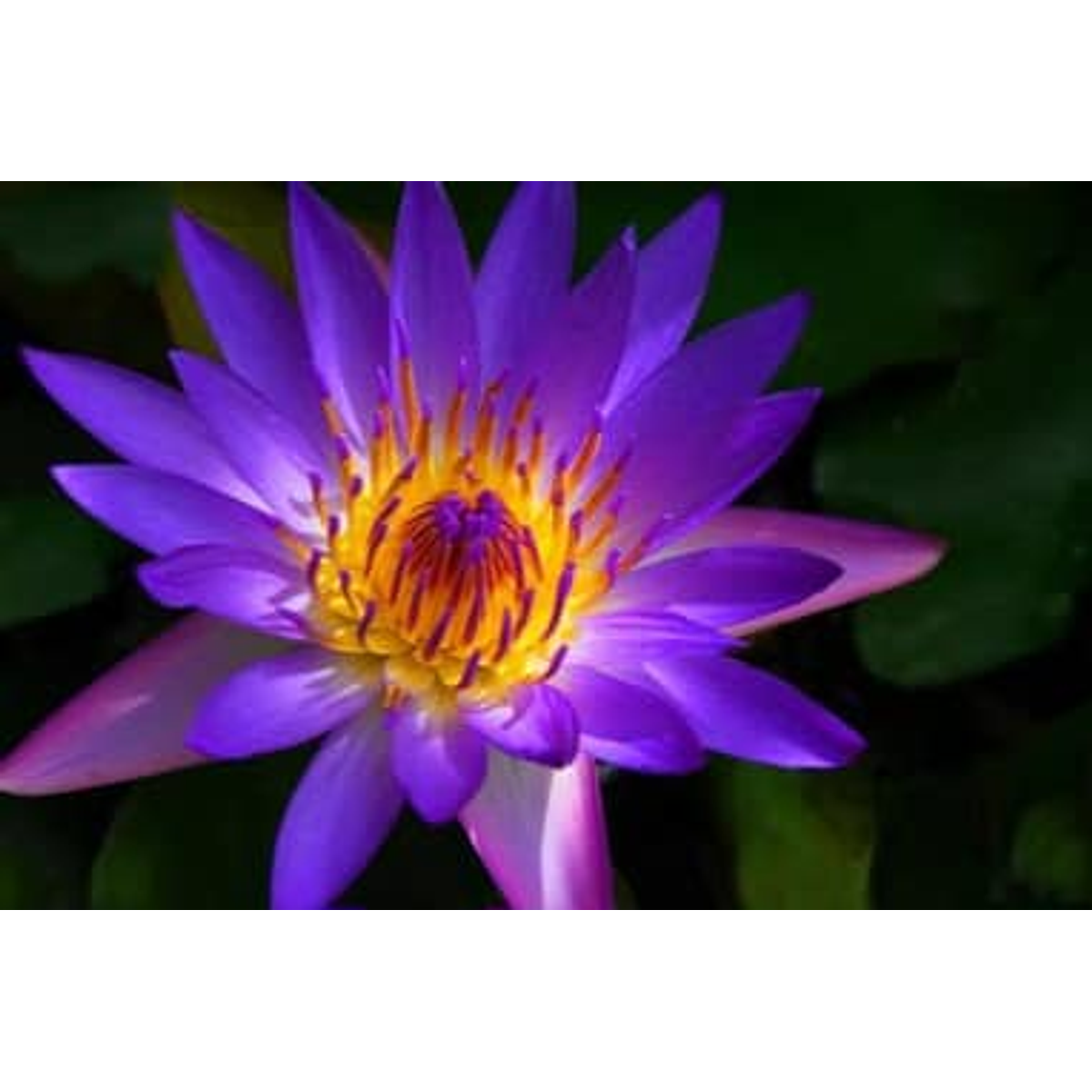 NYMPHAEA (NENÚFAR) MORADA