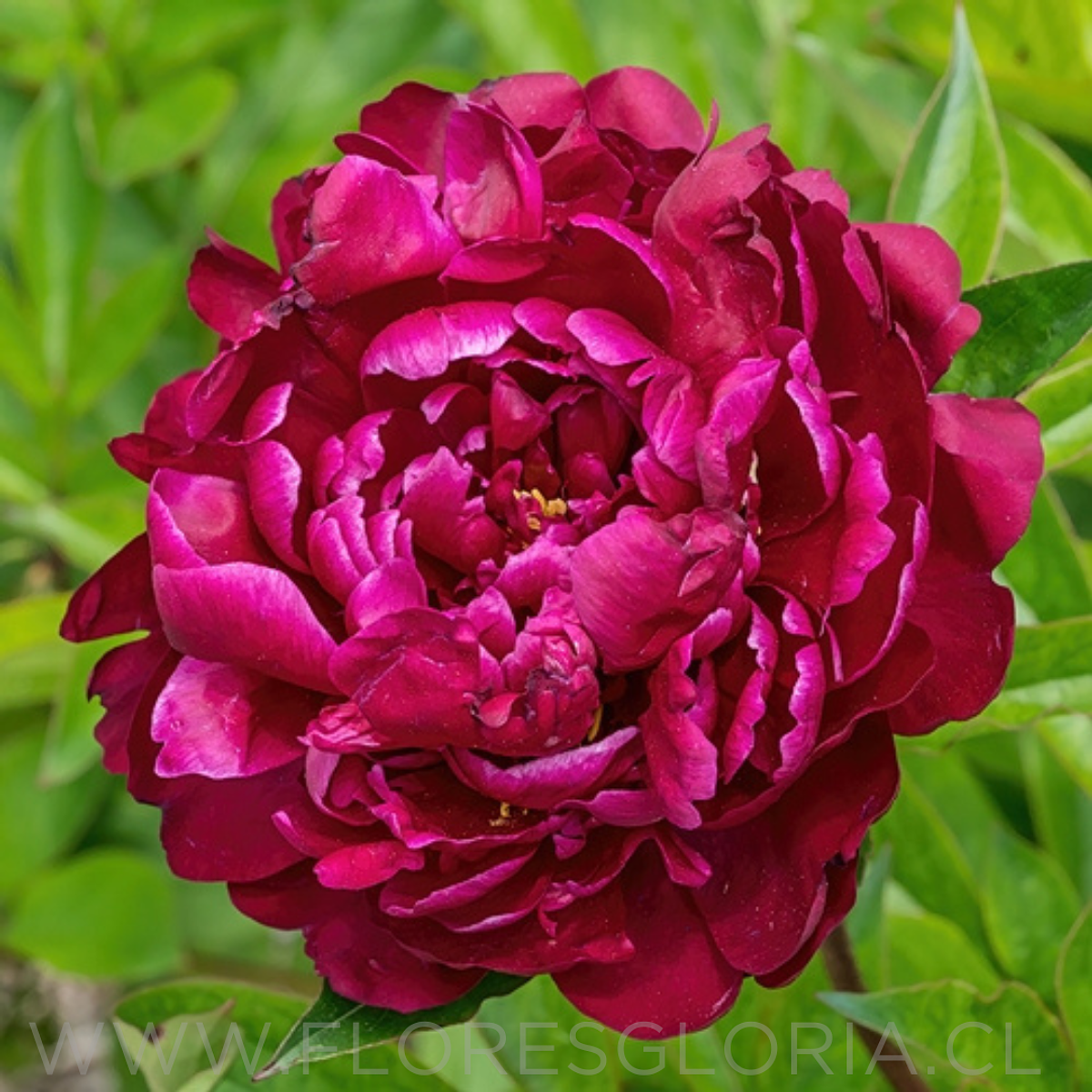 RAIZ DE PEONIA WILLIAM F. TUNER