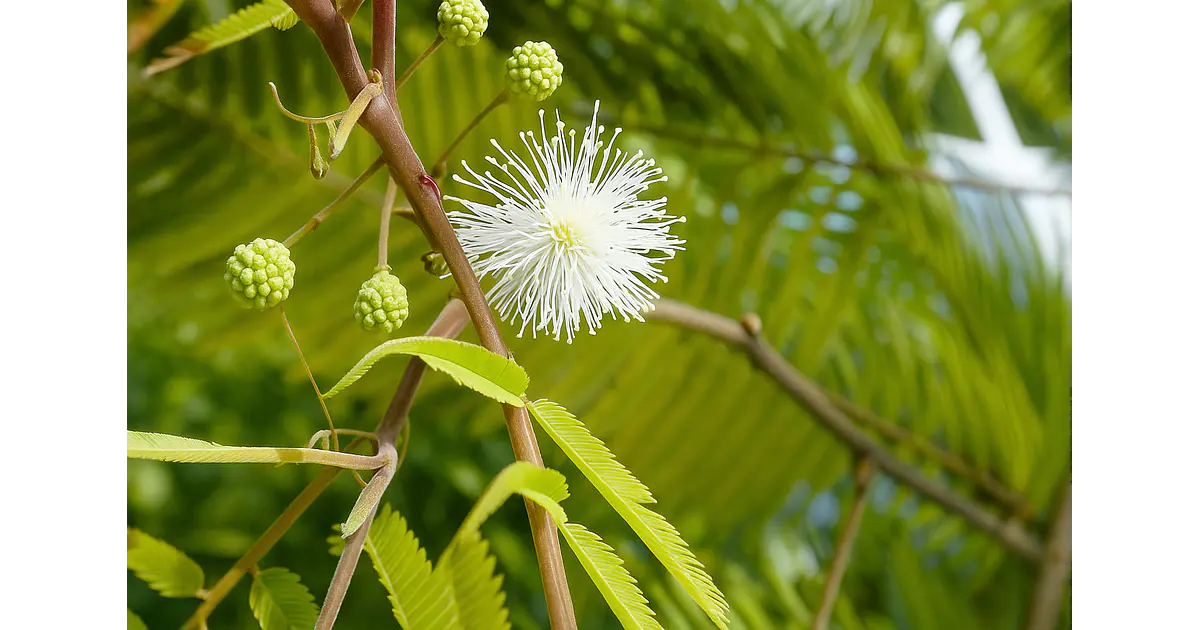 Yopo (Anadenanthera peregrina)