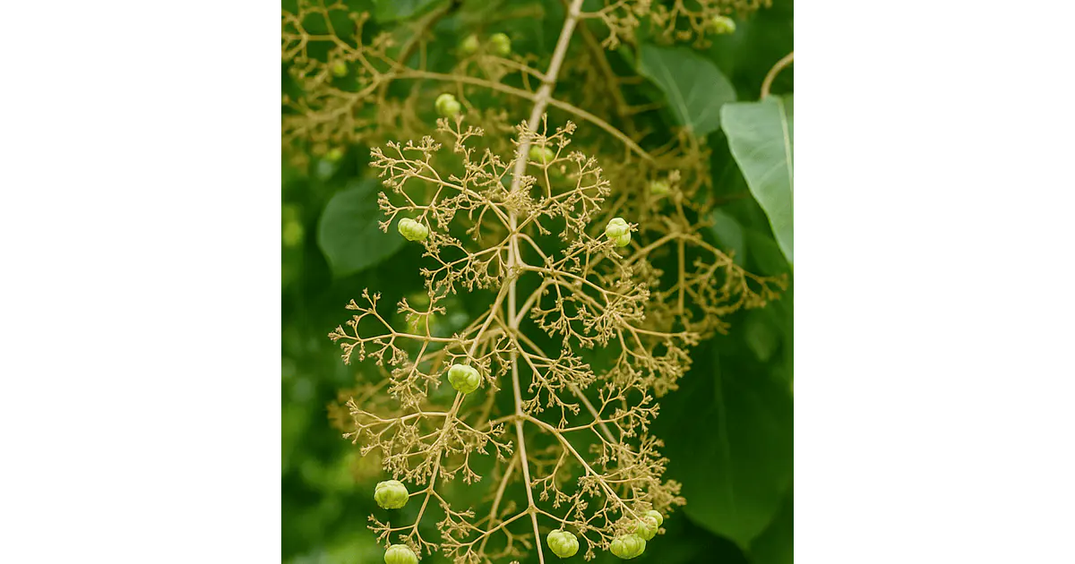 Árbol de Teca (Tectona grandis) | Forestales de Colombia SAS