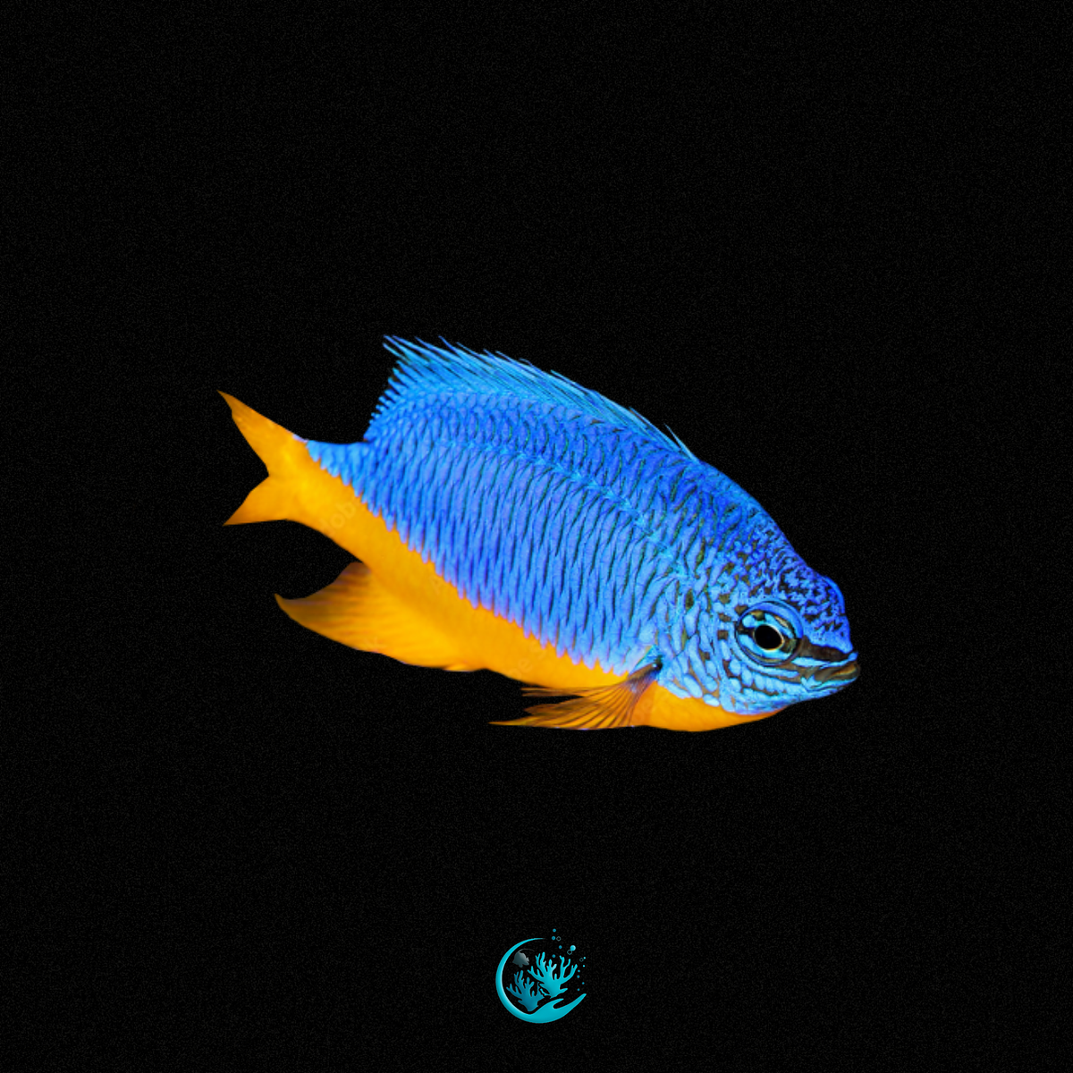 Chrysiptera Hemicyanea