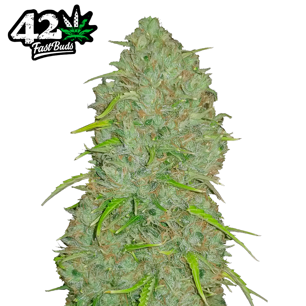 Fast Buds Jack Herer Auto 3 + 2