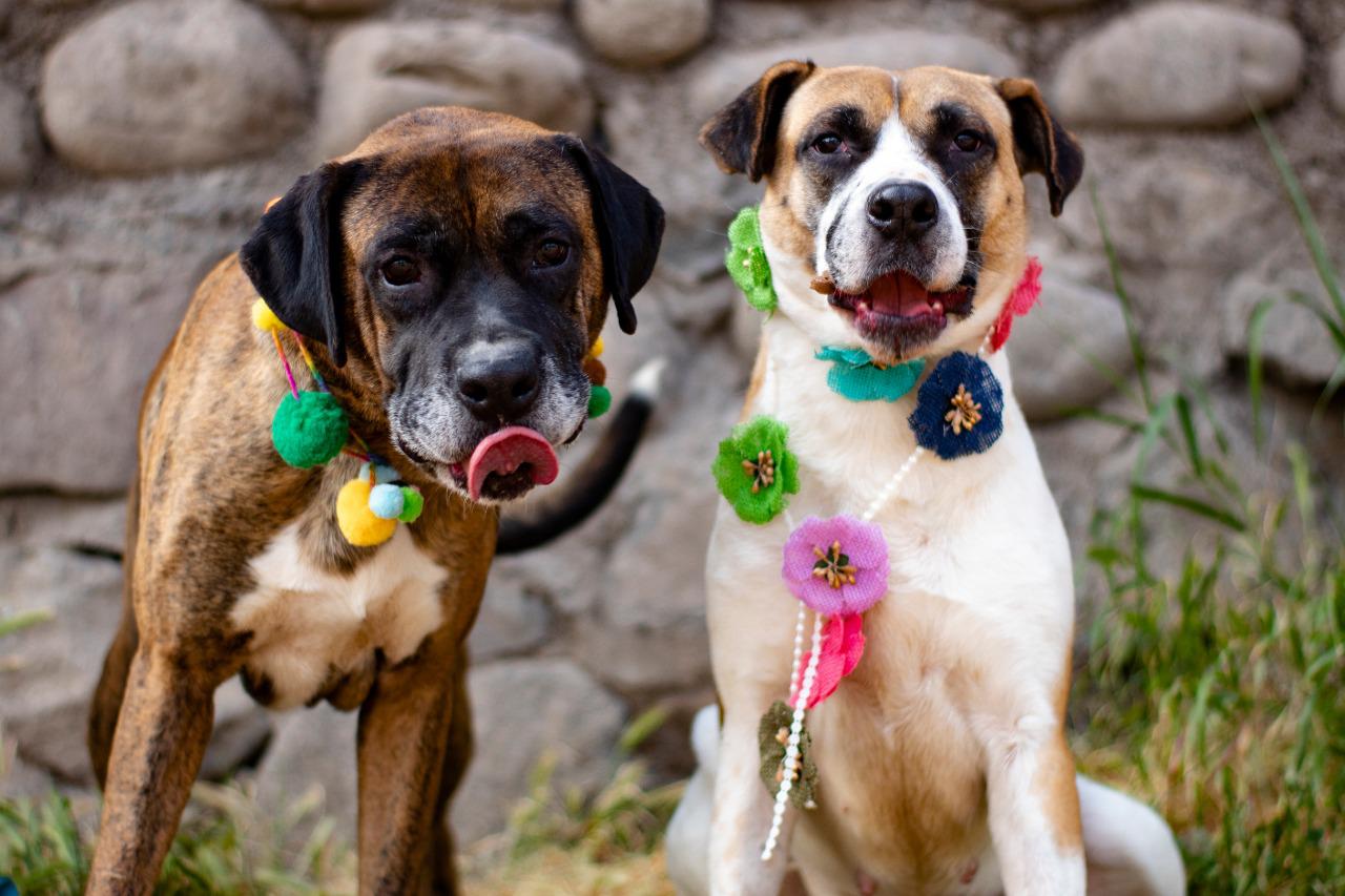 Pareja de perritos en la calle.