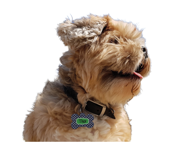 IDENTIFICAR A TU MASCOTA: ¿POR QUÉ ES ESENCIAL