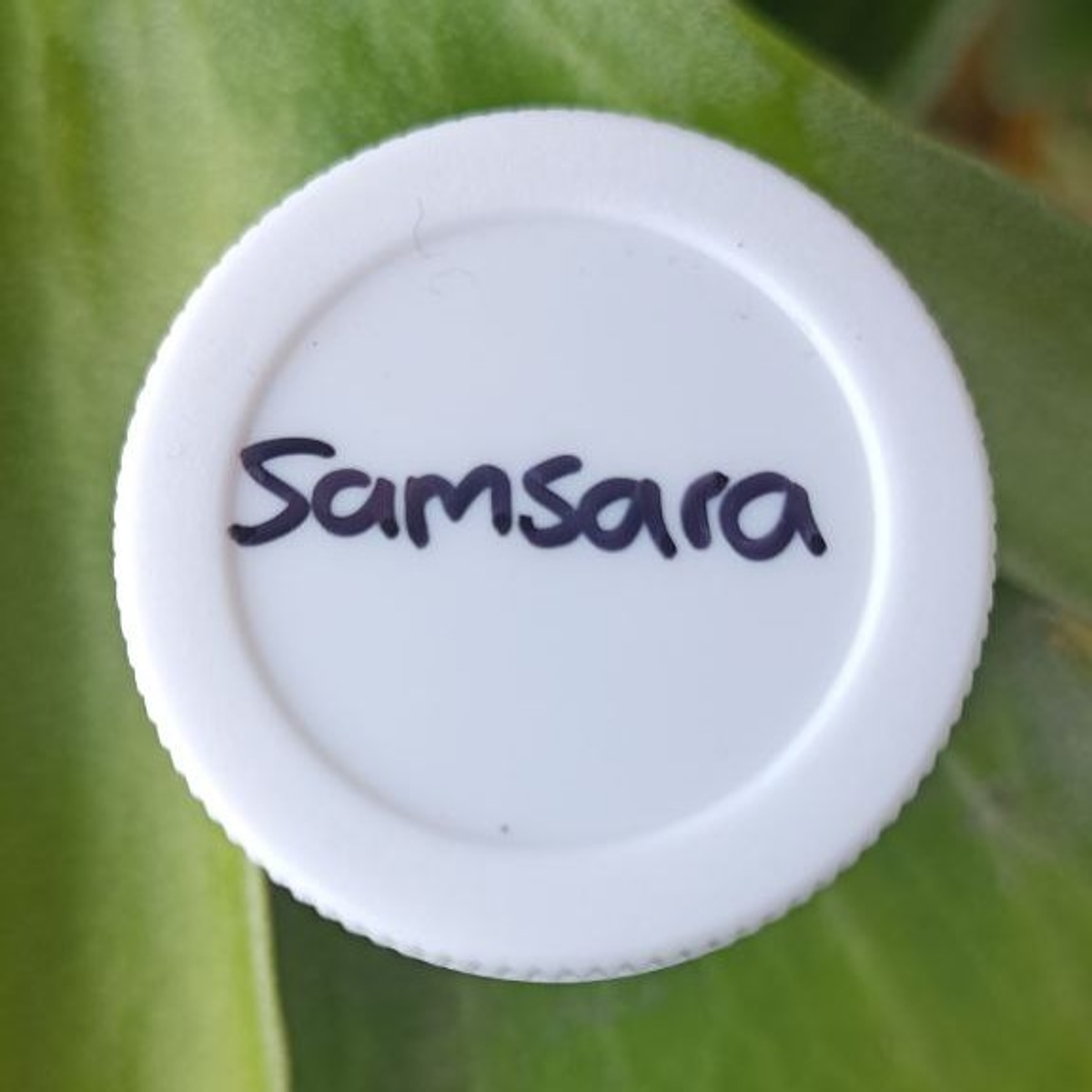 Rapé Brasileño Samsara 10gr