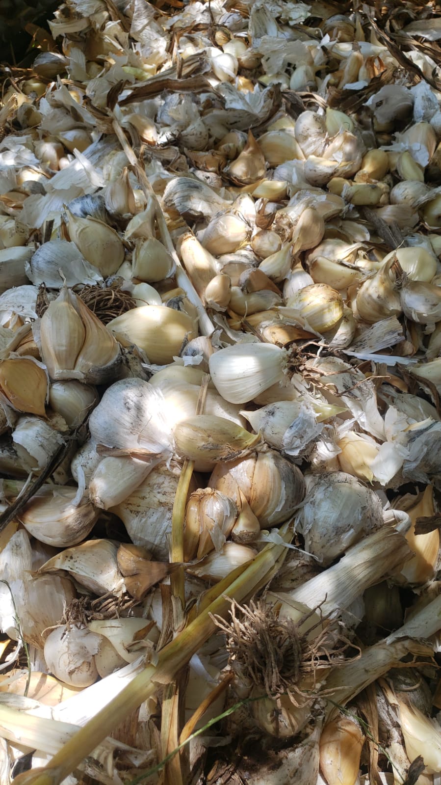 Ajo Chilote / 100 gr