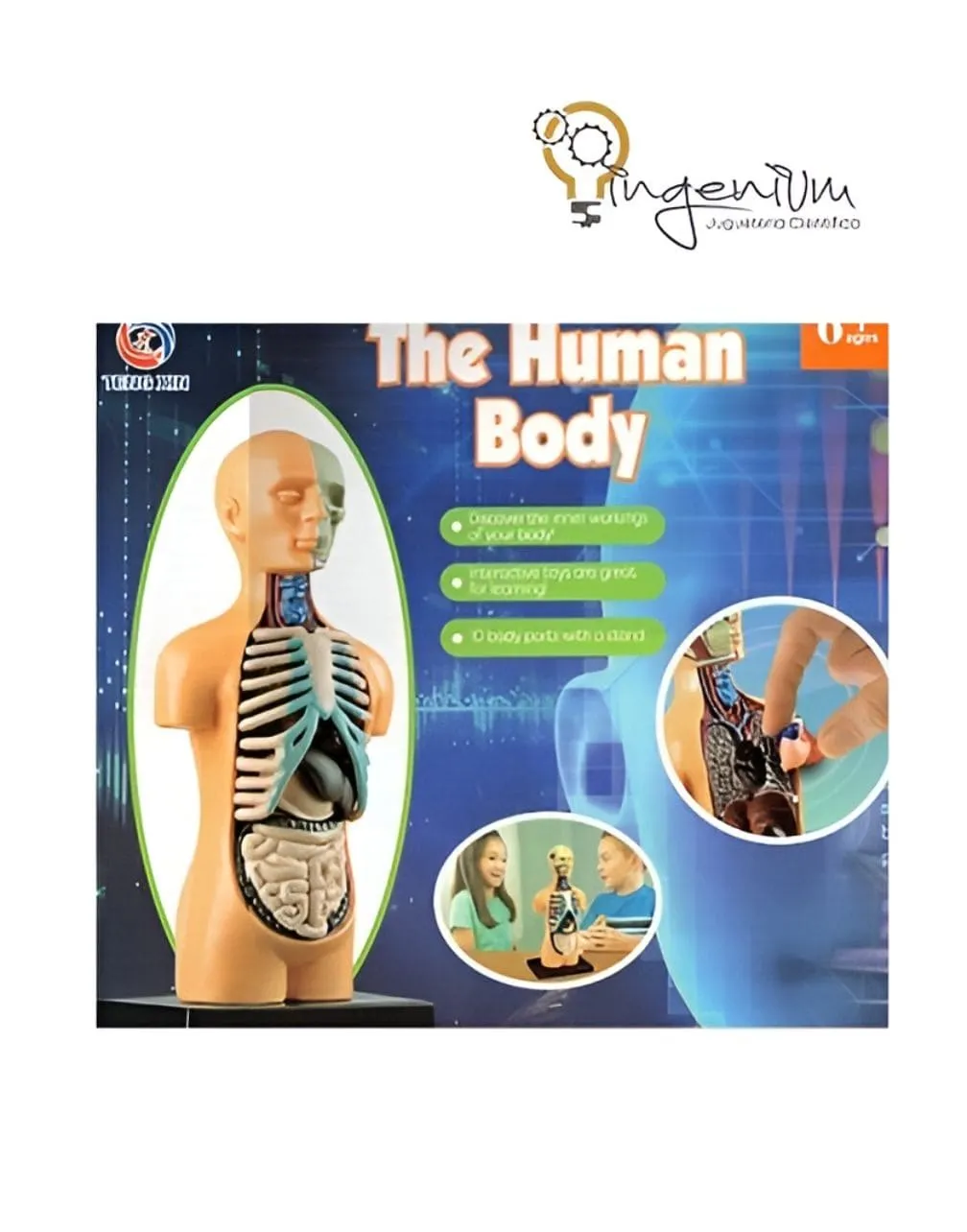 JumpTorso_1.webp?1683497262