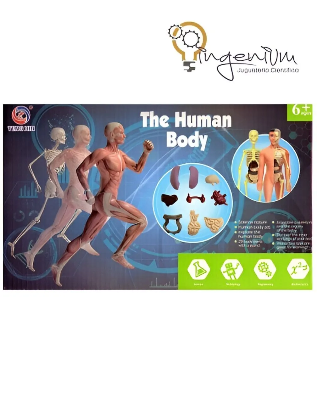 JumpCuerpo_2.webp?1730559376