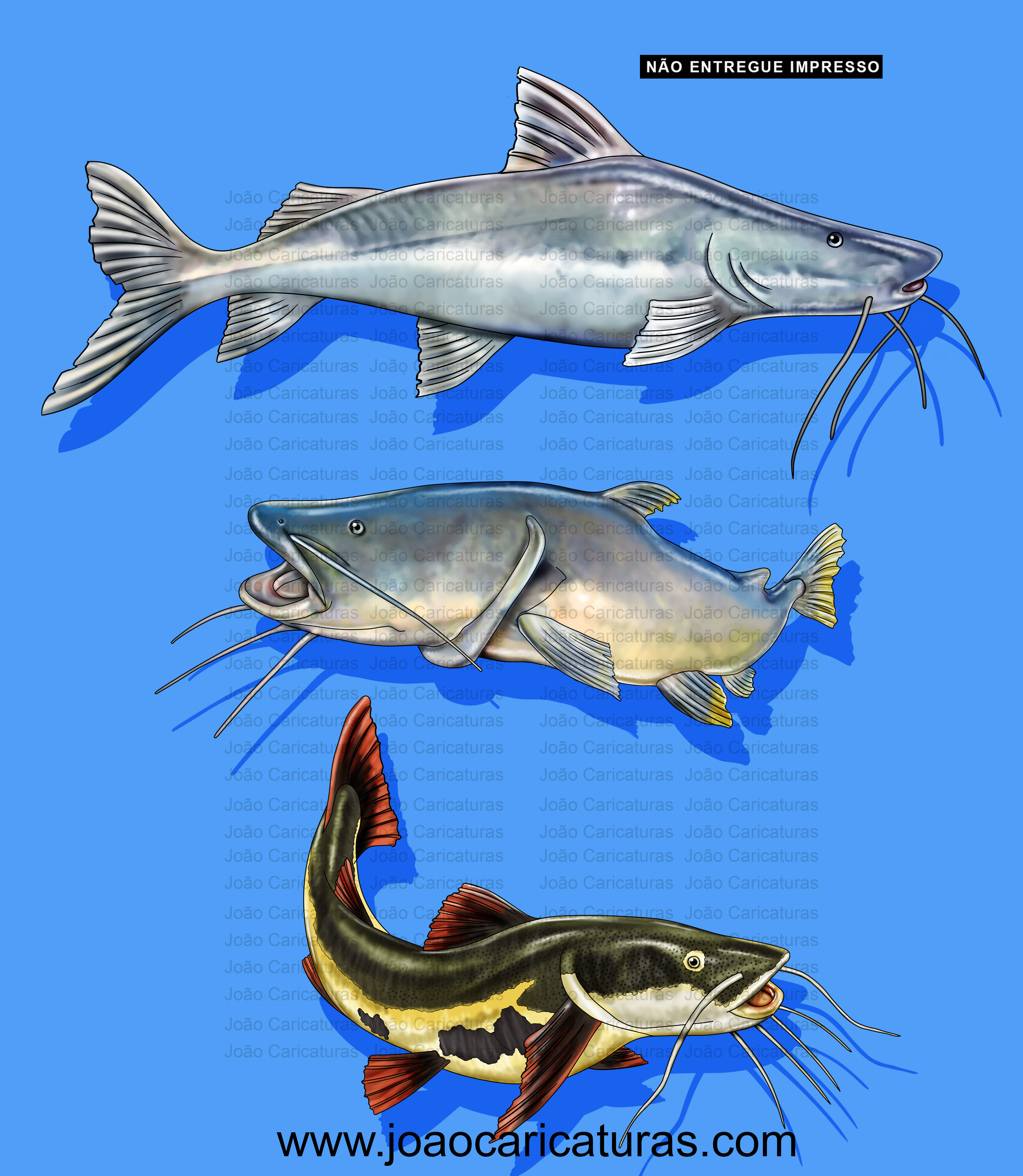 Desenho feito sobre encomenda de peixes, Jaú, Piraiba, P...