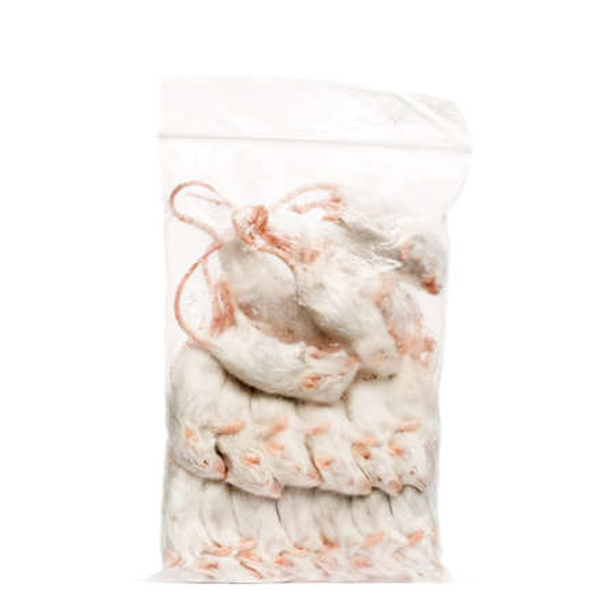 Ratones congelados Adulto 22g - 30g