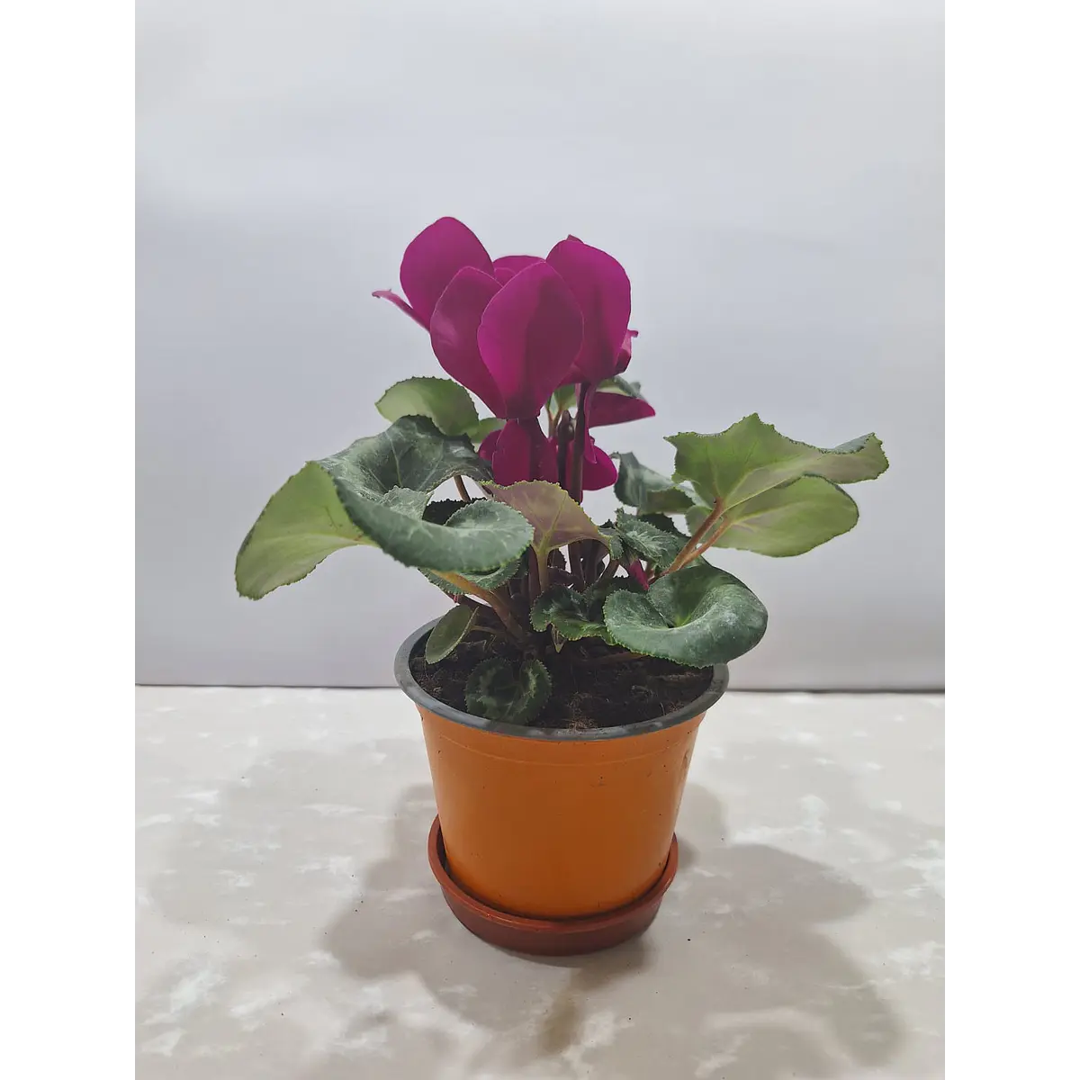 Violeta de Persia Morada